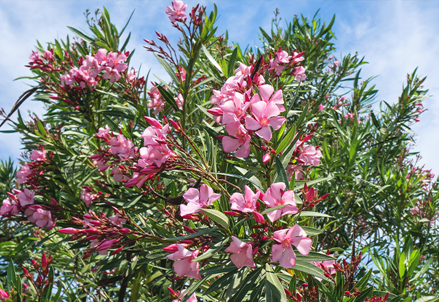 Jak przycinać oleandra? Cięcia regularne i radykalne - OBI